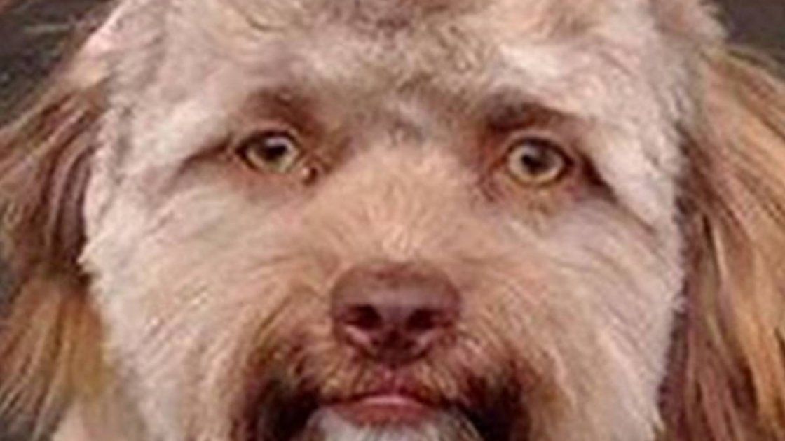 El mono y el perro con caras humanas conmueven a las redes sociales