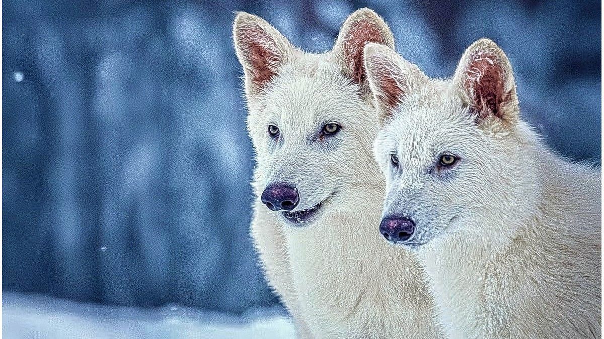 Revivieron una especie de lobo que se había extinguido hace 12.500 años