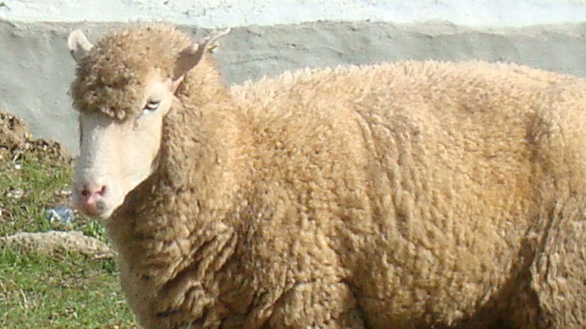 Aberrante: Legalizaron la zoofilia en Canadá