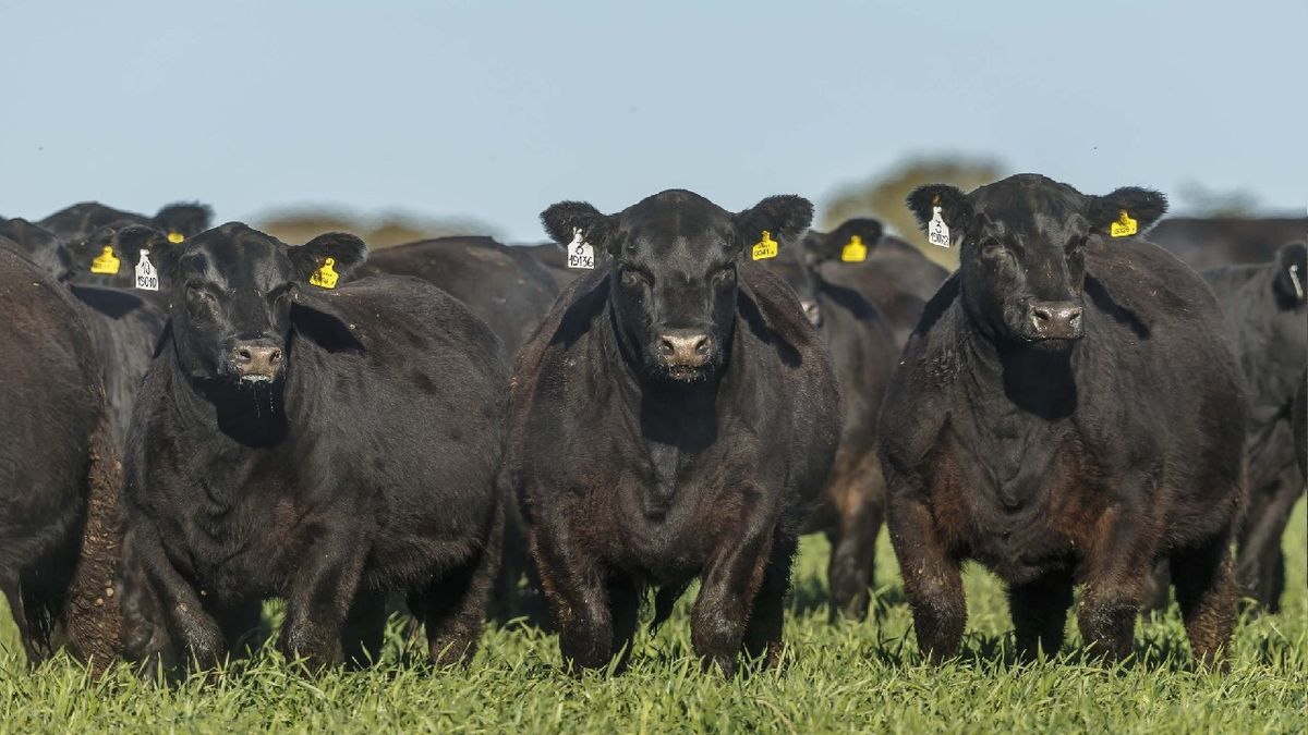 La raza Angus concentra el 50% de la ganadería del país