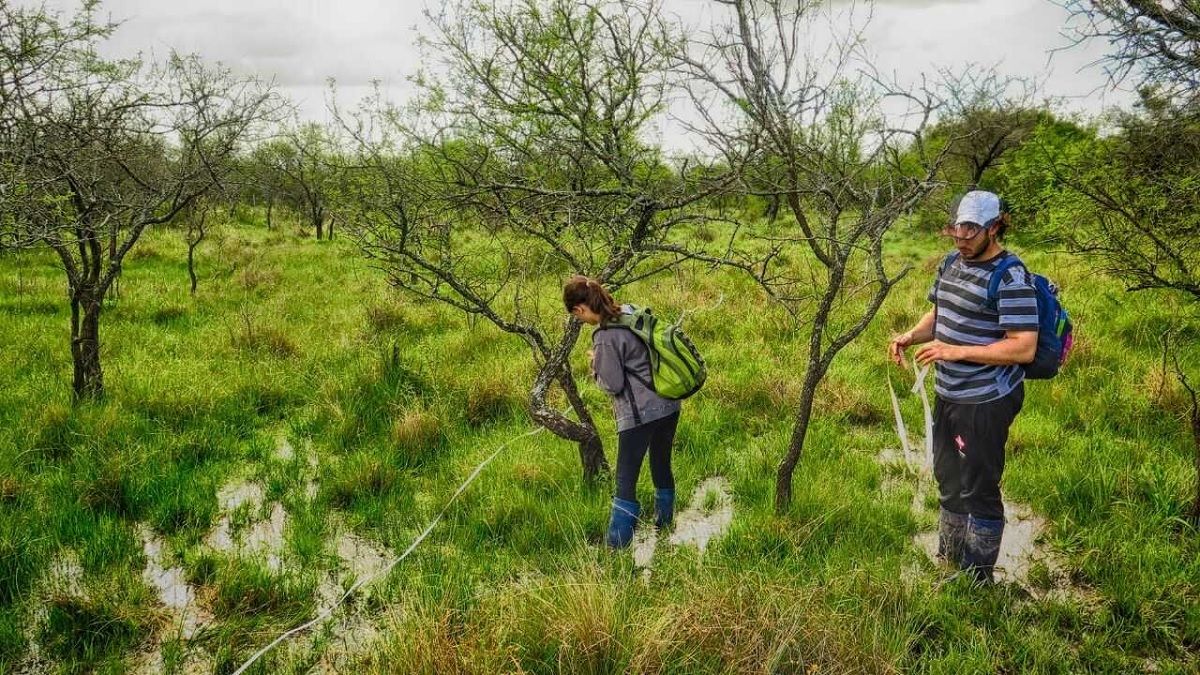 Bosques nativos: reciben proyectos de preservación