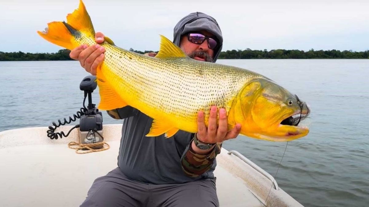 Un grupo de especialistas realiza un relevamiento de peces en el río Paraná