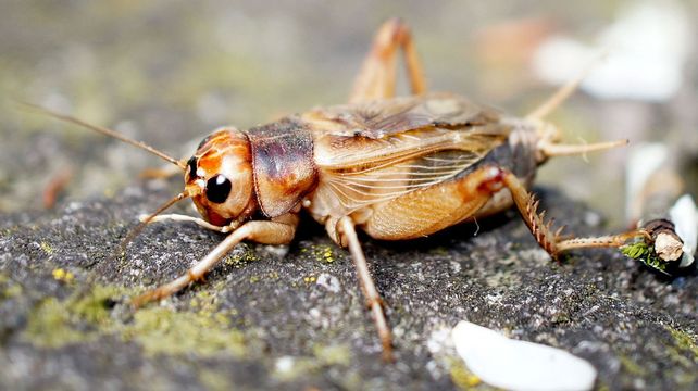 ¿Qué son los fideos de grillo?, una alternativa alimentaria que crece en el país