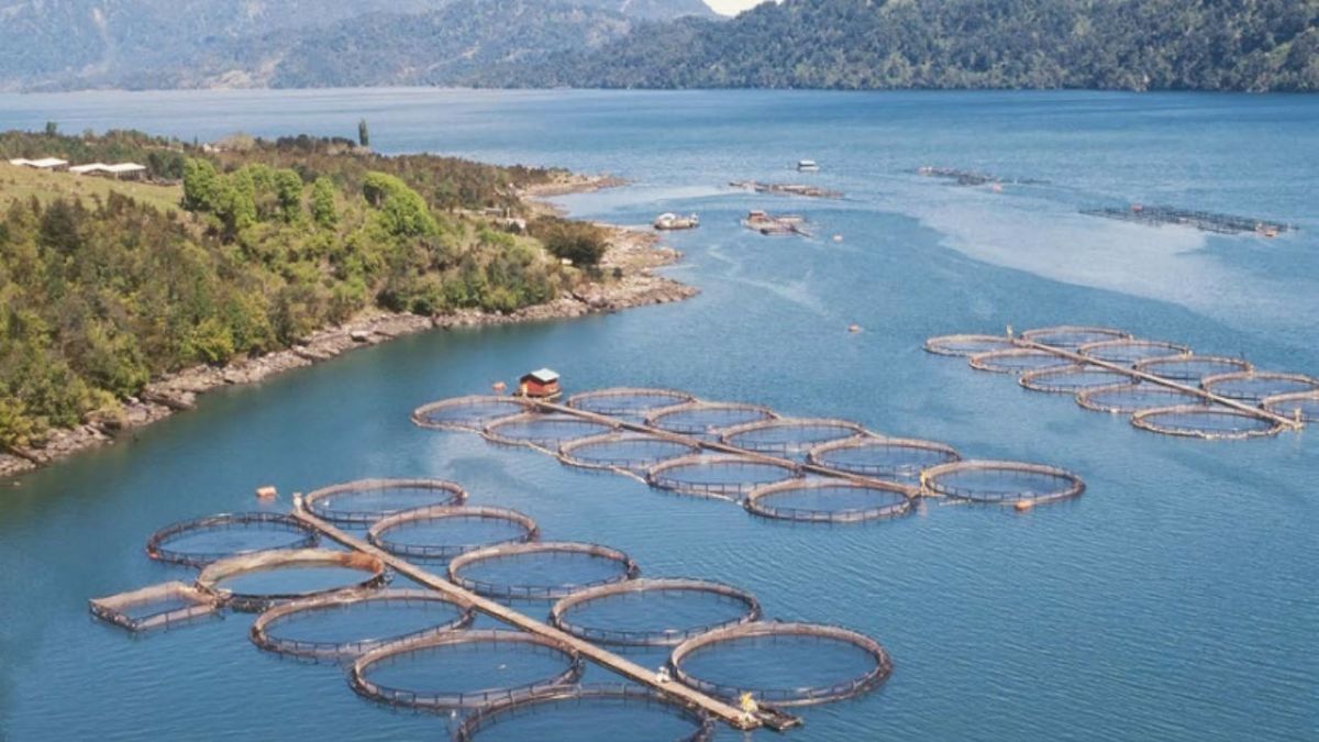 La cría de salmón en Tierra del Fuego causa polémica