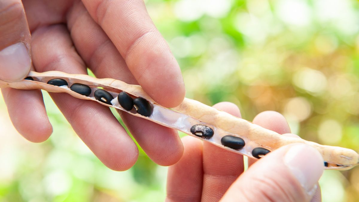 El Inta presentó una nueva variedad de poroto negro