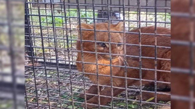 Bokep siskaeee update her personality is super likable,