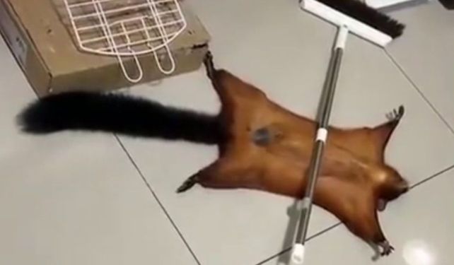 Una ardilla fingió su propia muerte en Twitter y se volvió viral