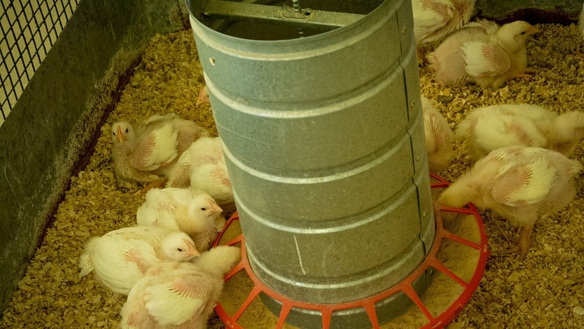 Medidas para fortalecer al sector aviar por la suba del precio del maíz