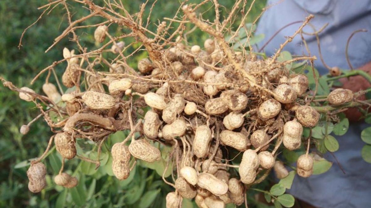 Invertirán más de u$s 70 millones para construir una planta procesadora ...