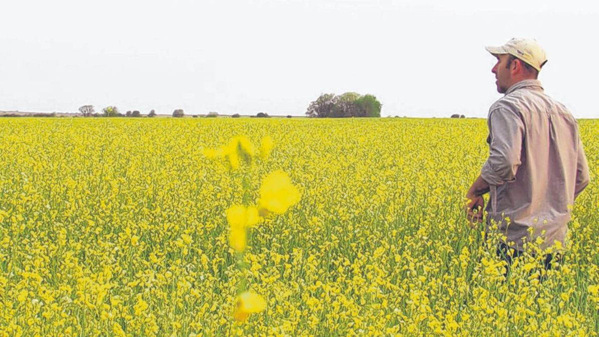 Carinata, el cultivo rentable que copa Entre Ríos
