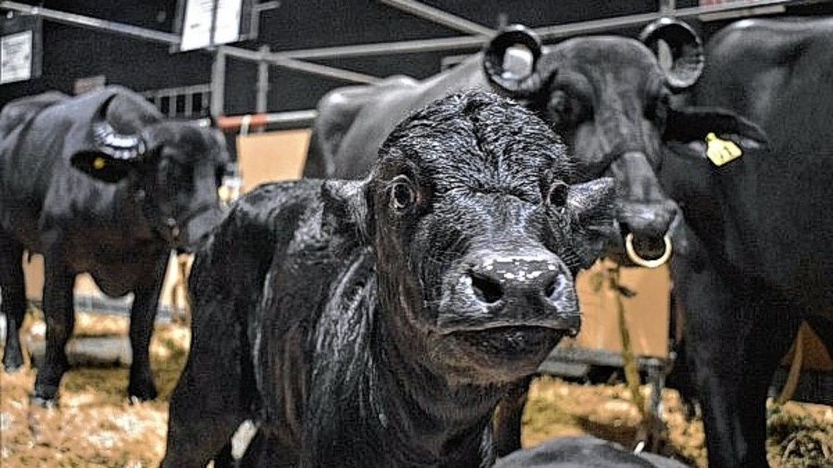 Ternura: la búfala que nació en La Rural y es atracción