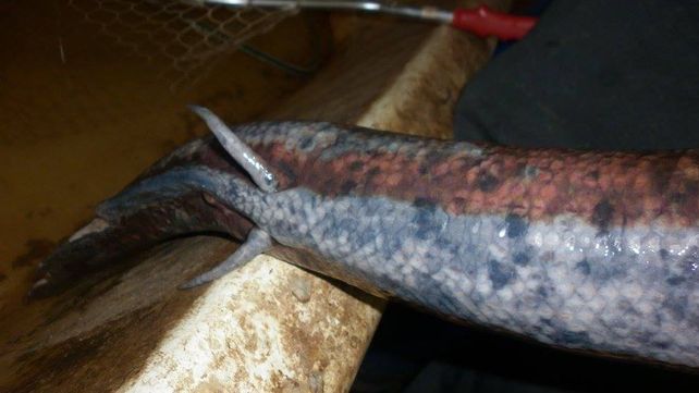 Pescaron una especie con dientes humanos en Diamante