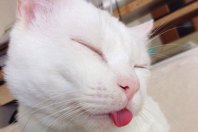 Este es el gato más feo cuando duerme de Japón