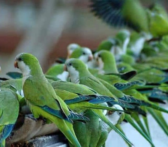 Cotorras en Rosario: una especie cada vez más familiar que llegó junto ...