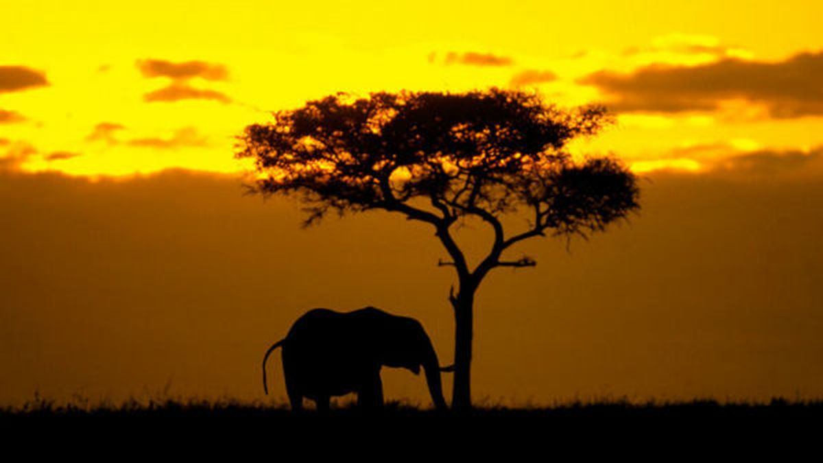 La emoción de salir en un safari fotográfico por el Parque Kruger en ...