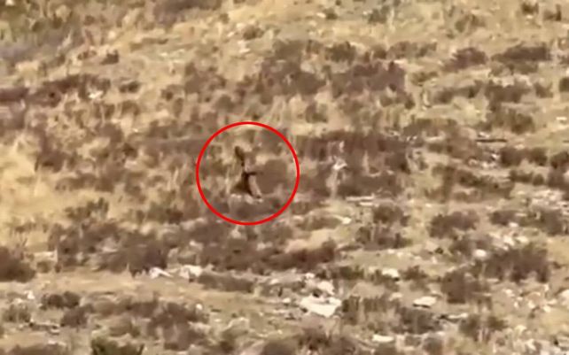 Un video muestra a un supuesto Pie Grande: qué antecedentes existen ...