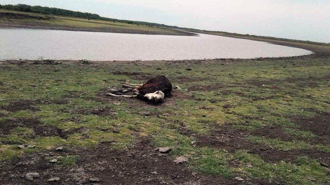 Informe revela que empeoró la sequía severa en Entre Ríos