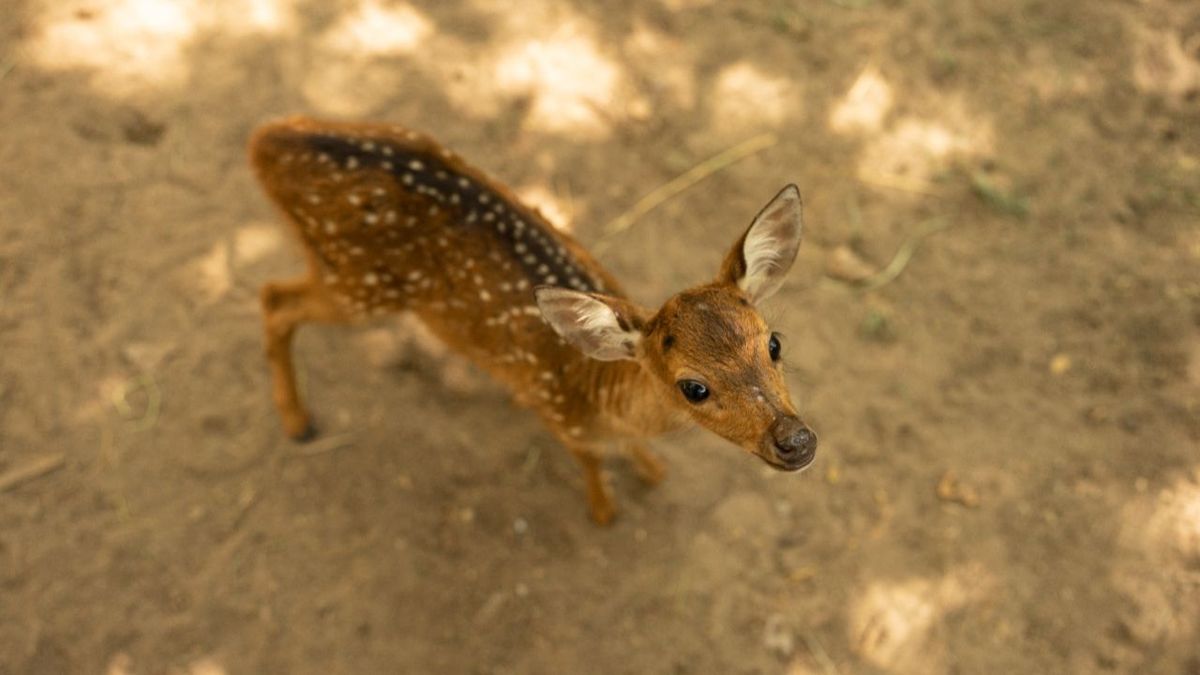 Un ciervo bebé encontrado en Funes está en la reserva Mundo Aparte y ...