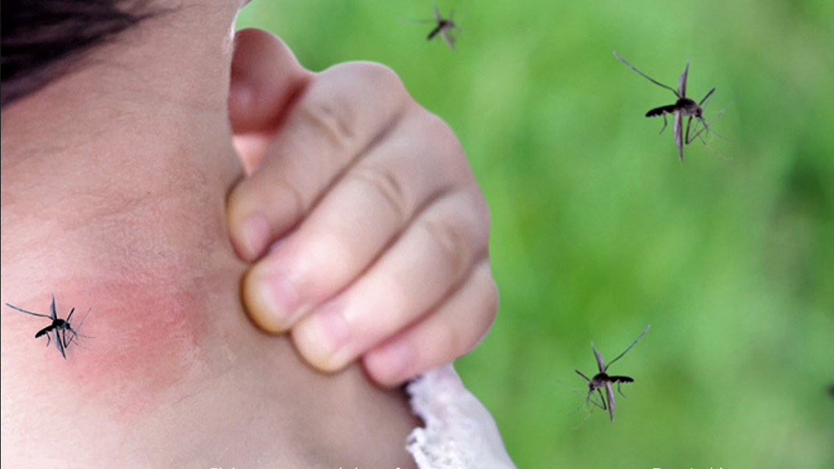 Cuáles Son Las Enfermedades Más Frecuentes Del Verano Y Cómo Prevenirlas