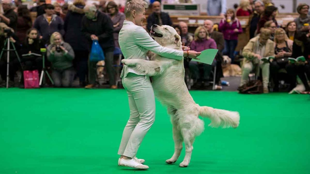 Crufts Dog Show, el concurso de perros más importante del mundo