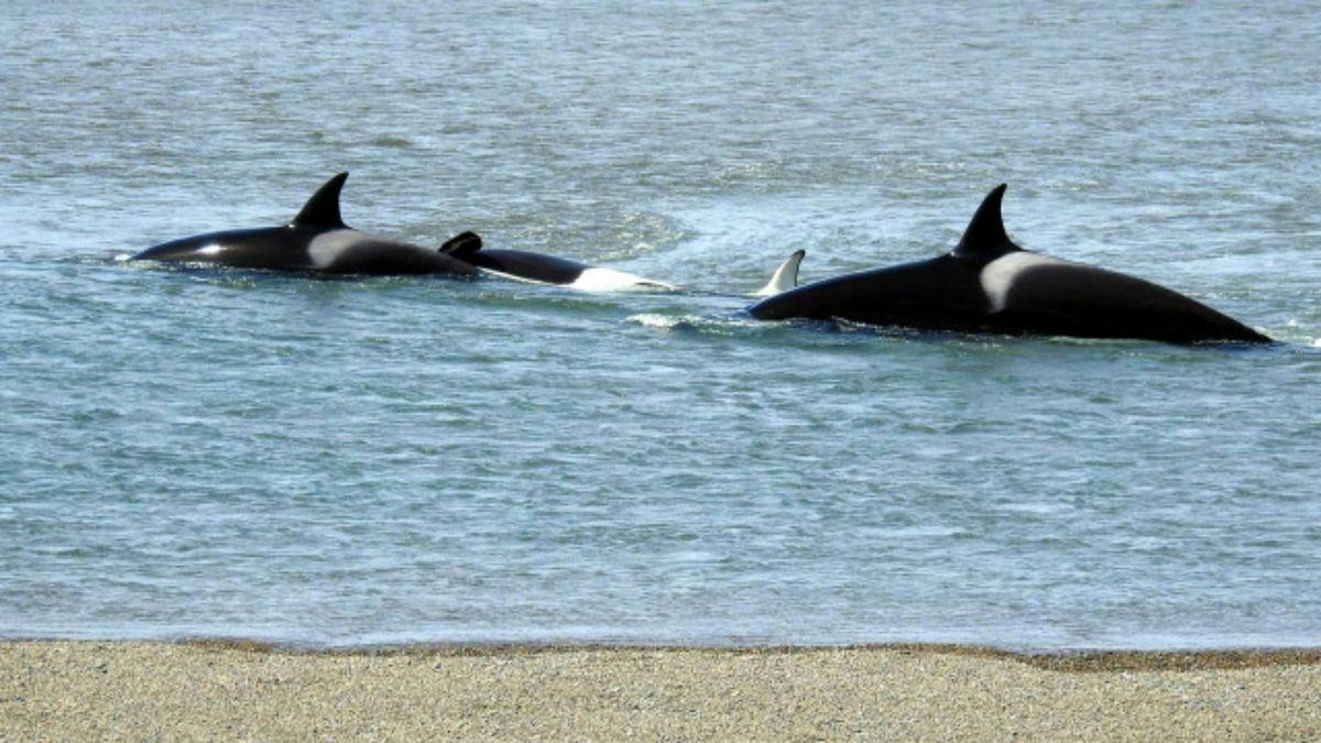 Espectacular varamiento de orcas en una zona de la península Valdés