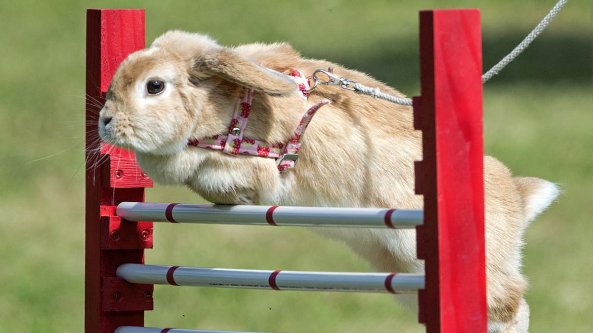 Competencia de saltos de conejos, en Alemania